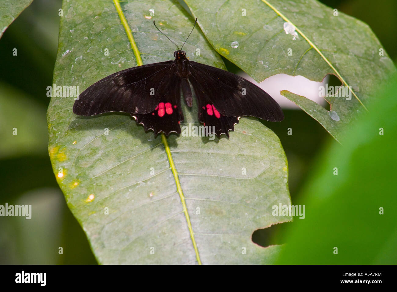 Clubbed antenna hi-res stock photography and images - Alamy