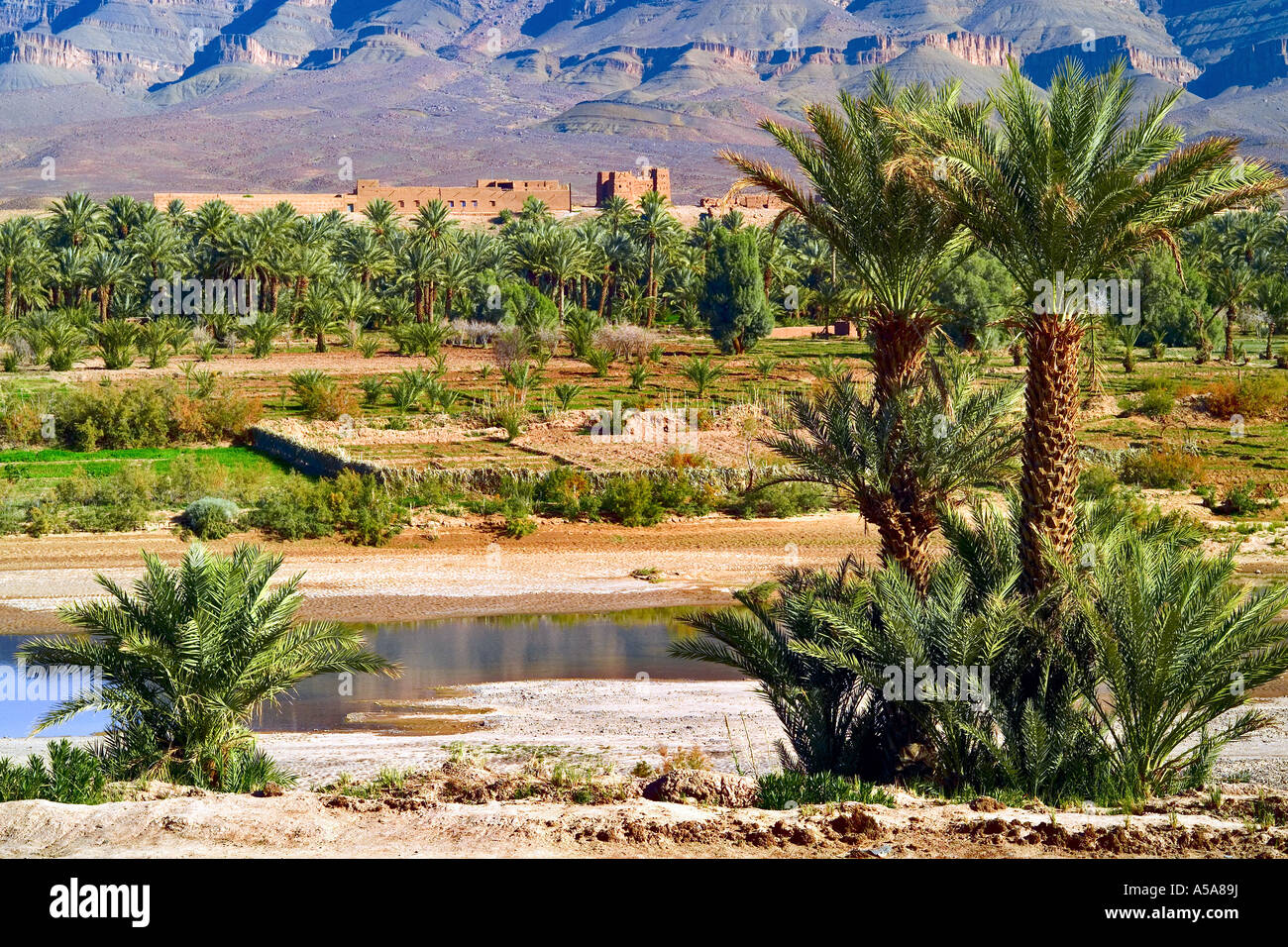Oasis in Draa valley Morocco Stock Photo - Alamy