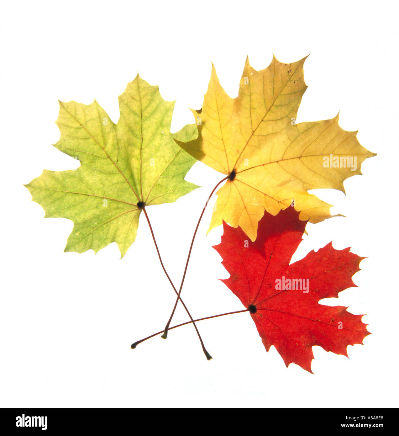 Three Coloured Maple Leaves Stock Photo - Alamy