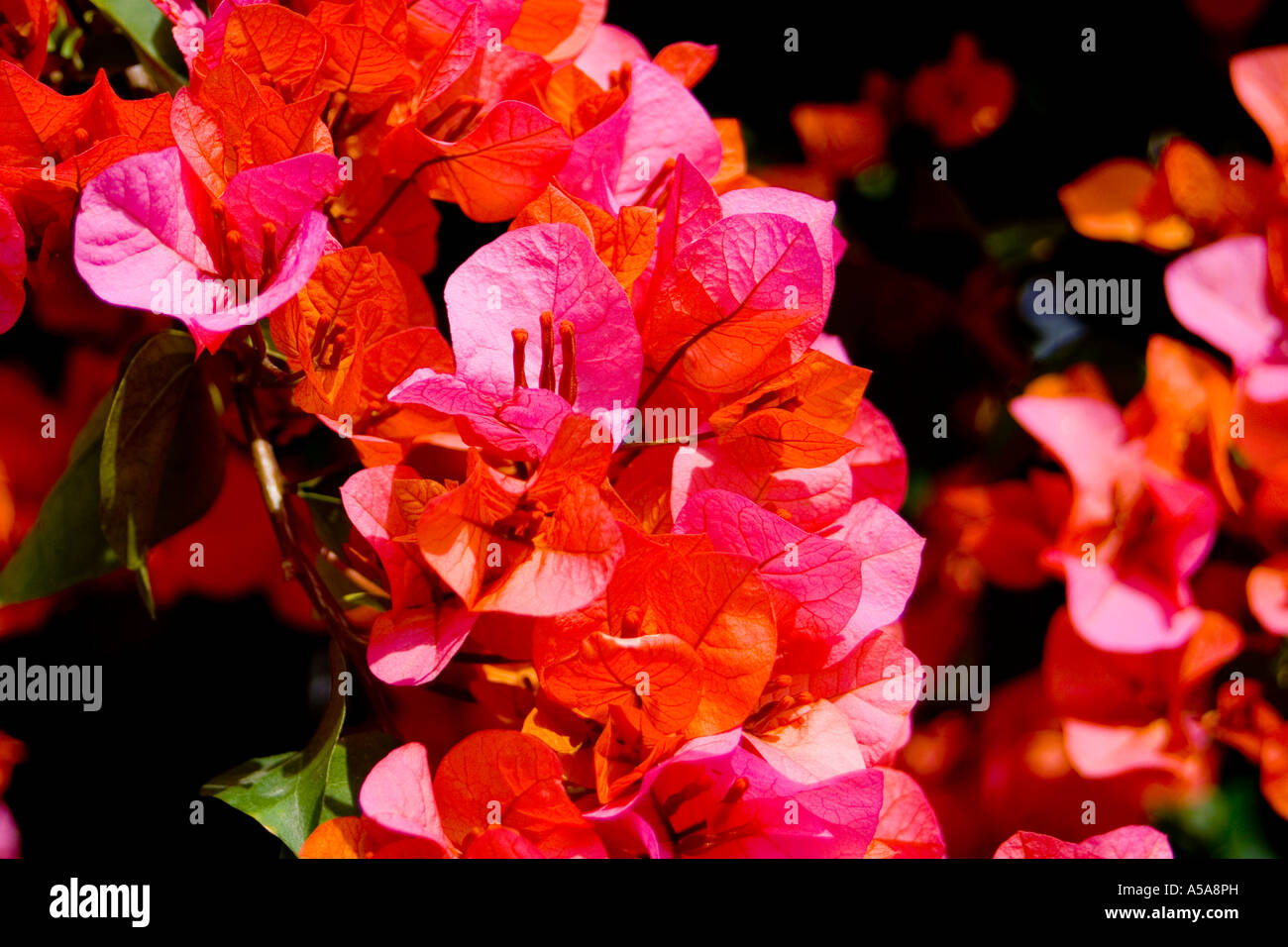 Blooming tree in Sevilla Spain april 2006 Stock Photo - Alamy