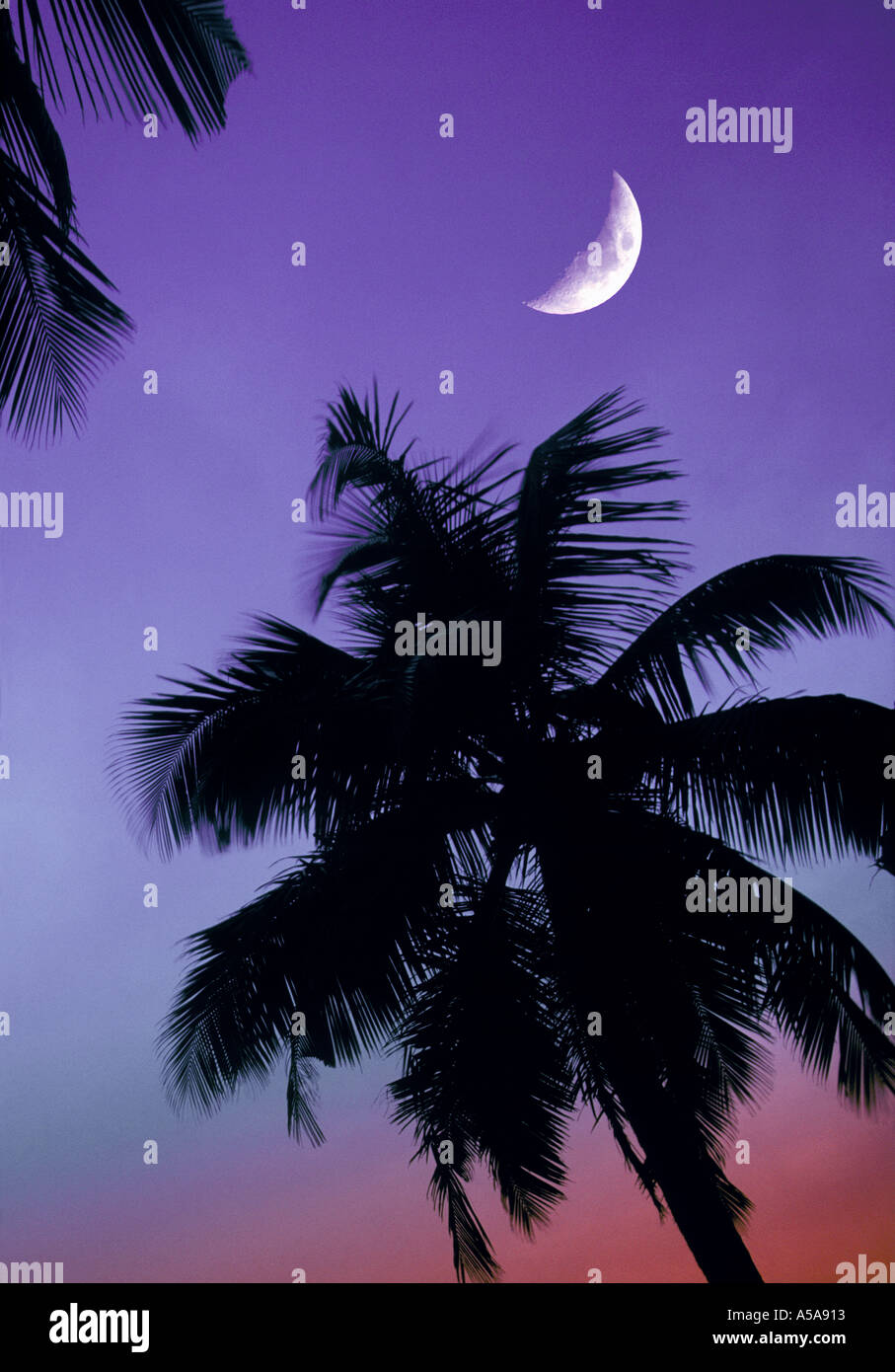 Palm trees at sunset with moon hi-res stock photography and images - Alamy