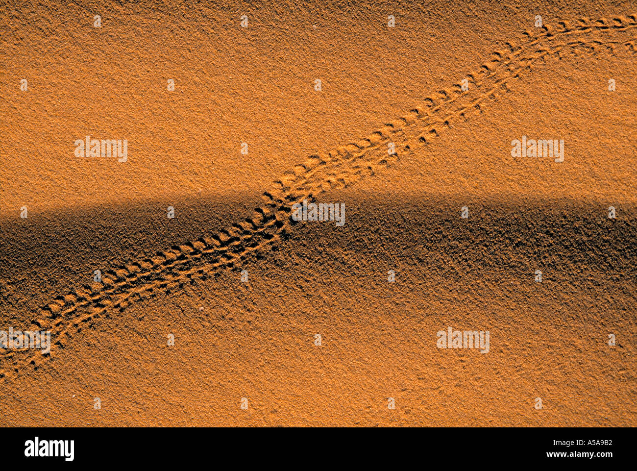 Insect track sand hi-res stock photography and images - Alamy