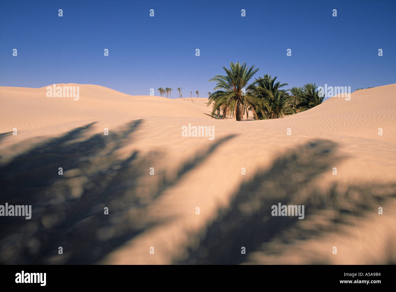 Oasis Of Douz Tunisia High Resolution Stock Photography and Images - Alamy