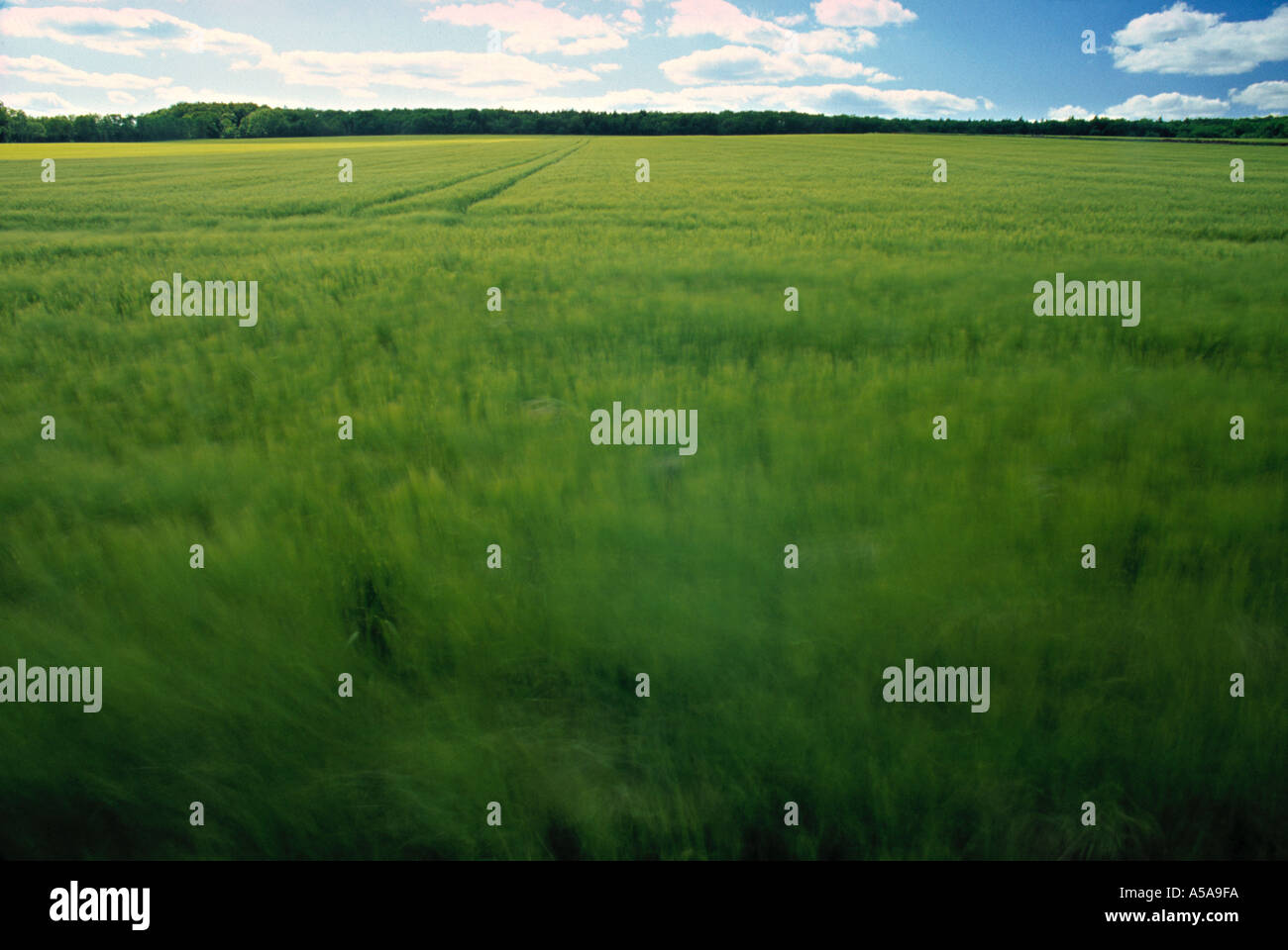 Wheat field in Spring Stock Photo - Alamy
