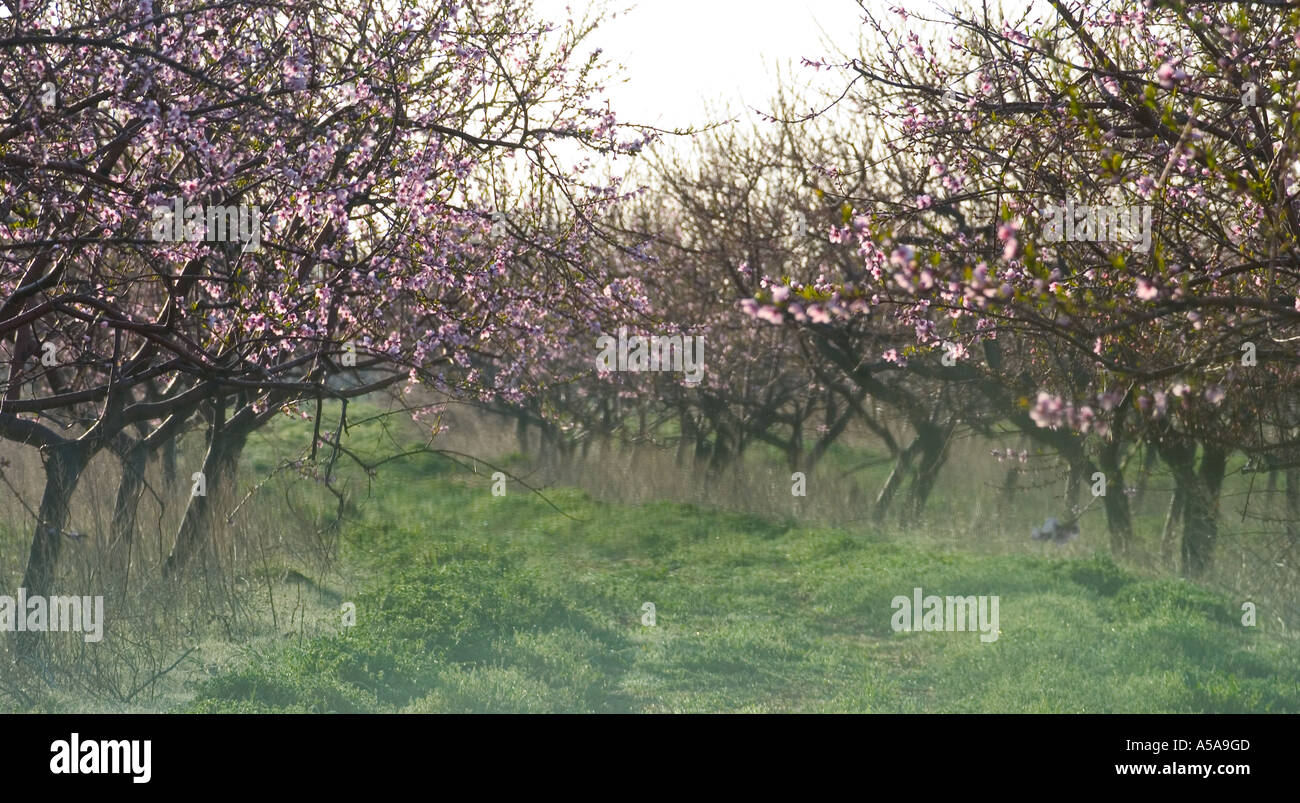 Spring scene with blooming orchard in Niagara Region, Ontario Stock ...