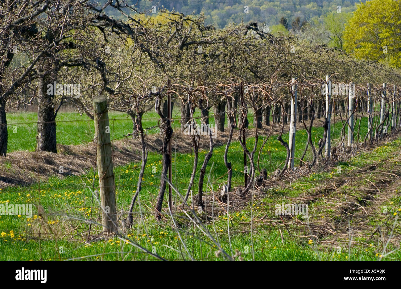 Vineyard and orchard, Ontario Stock Photo - Alamy