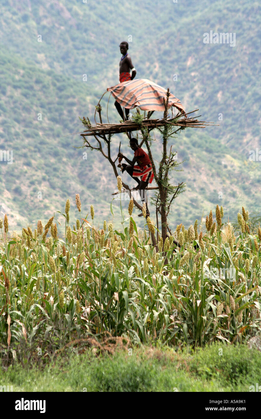 Arbore tribe men watching over the fields, Lower Omo Valle, Ethiopia ...