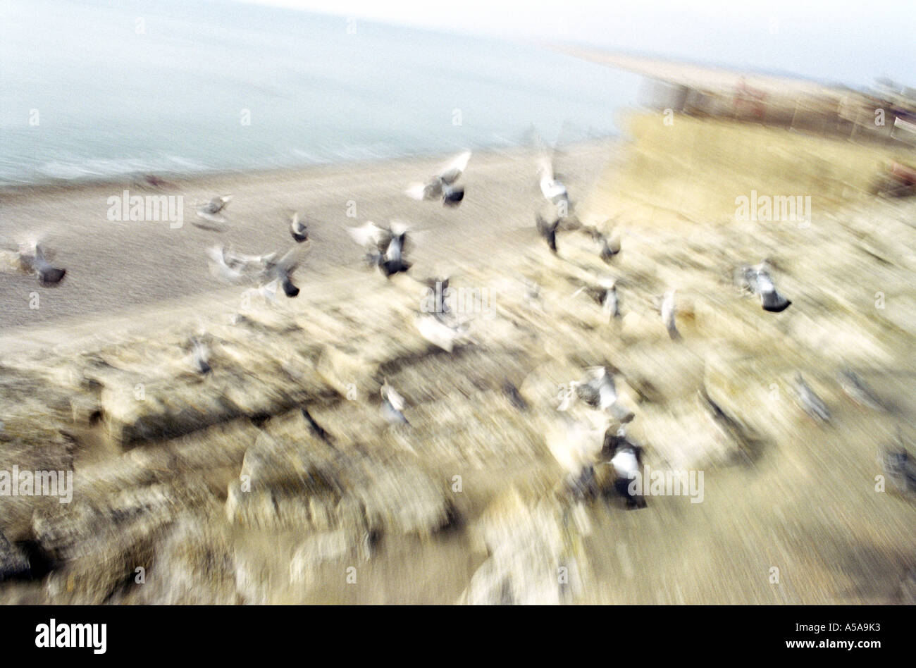 Scattering birds hi-res stock photography and images - Alamy