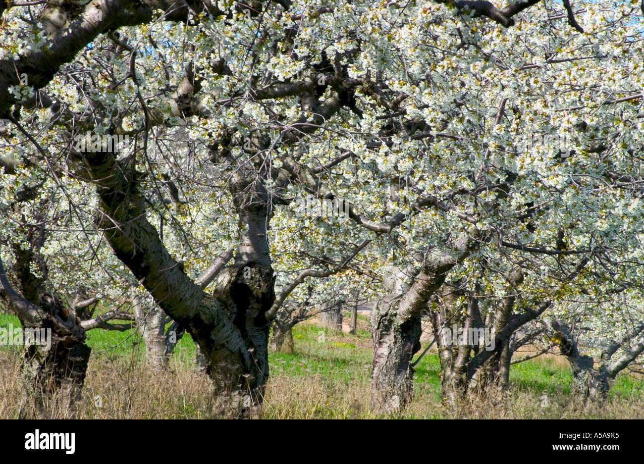 Spring scene with blooming orchard in Niagara Region, Ontario Stock ...