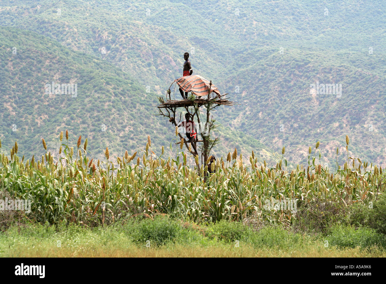 Arbore tribe men watching over the fields, Lower Omo Valle, Ethiopia ...