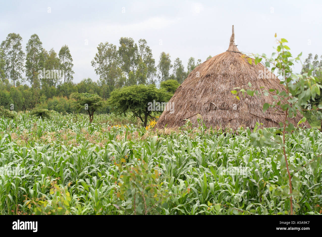 African scarecrow hi-res stock photography and images - Alamy