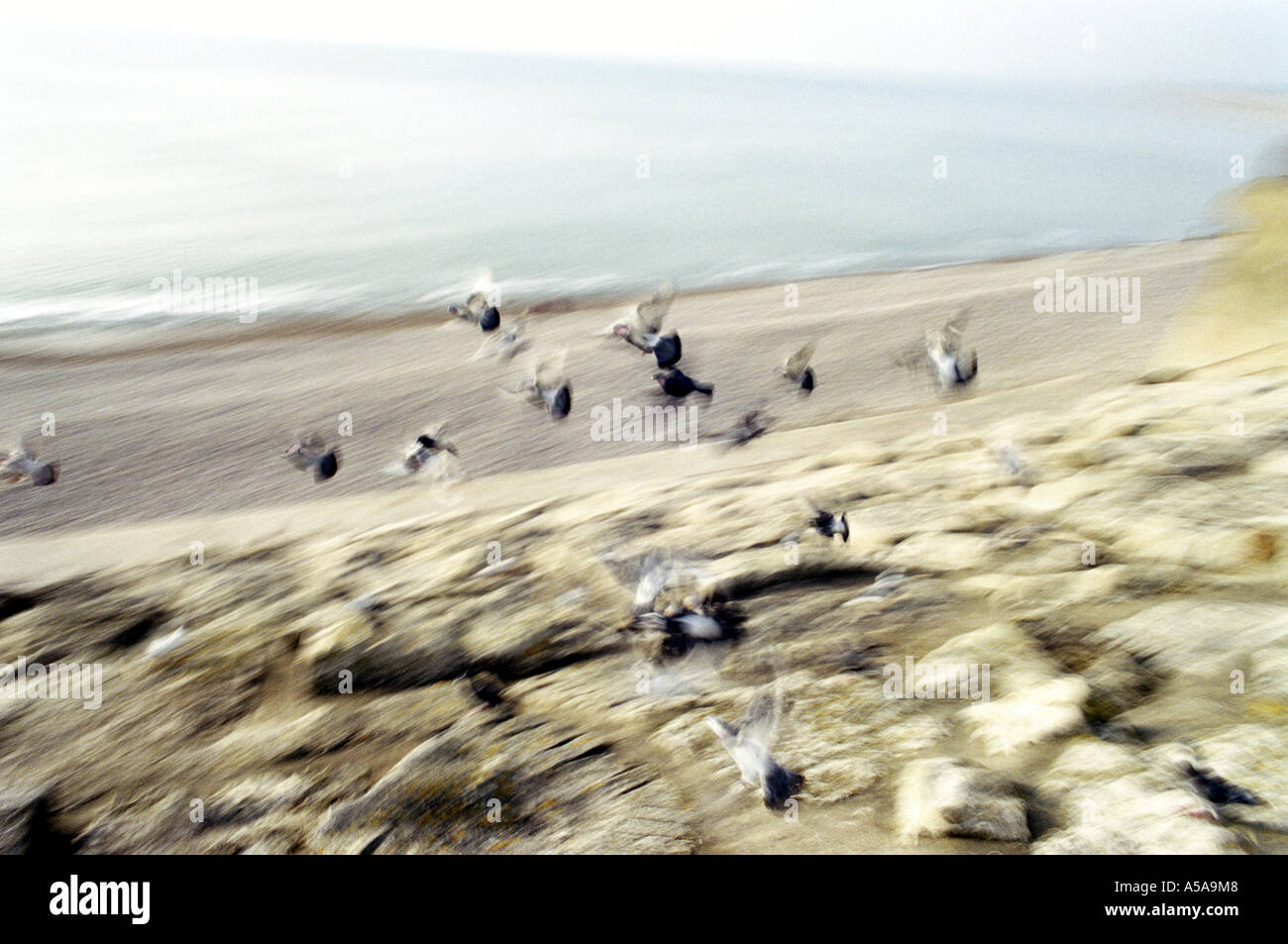 Scattering birds hi-res stock photography and images - Alamy
