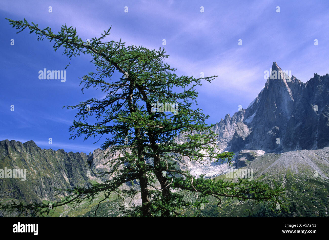 Tree bent wind crooked tree hi-res stock photography and images - Alamy