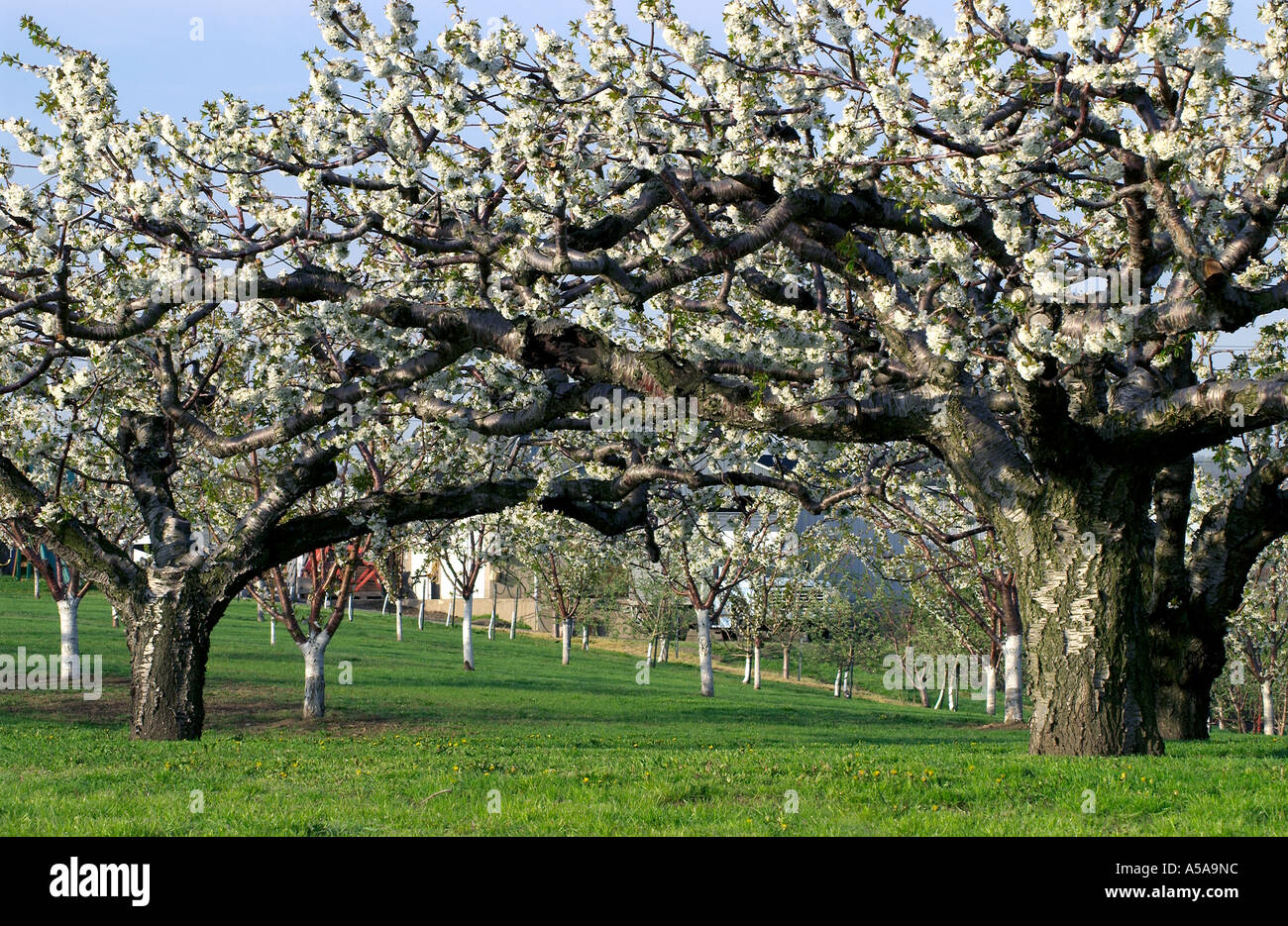Spring scene with blooming orchard in Niagara Region, Ontario Stock ...