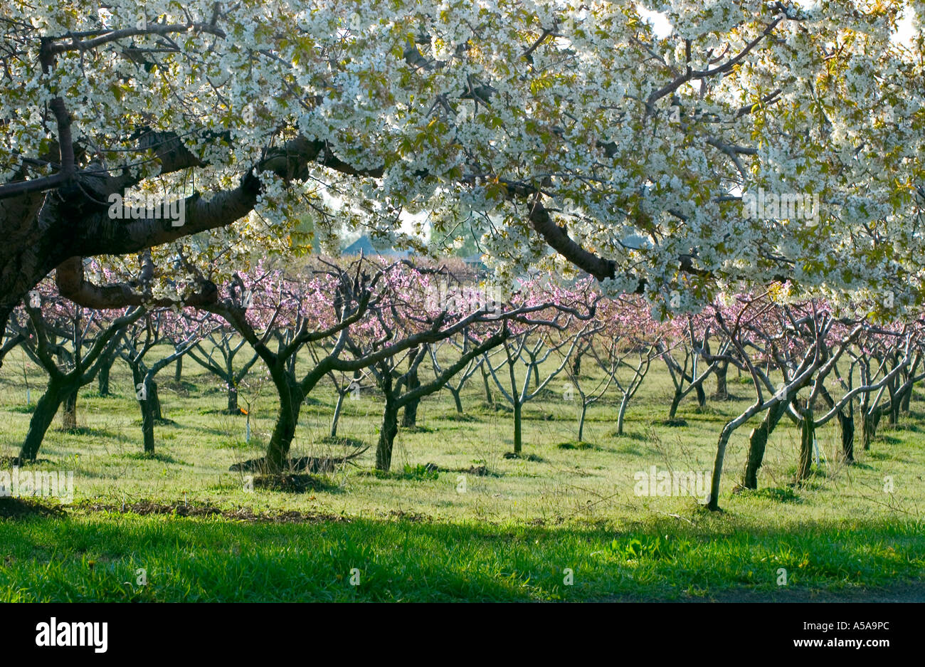 Spring scene with blooming orchard in Niagara Region, Ontario Stock ...