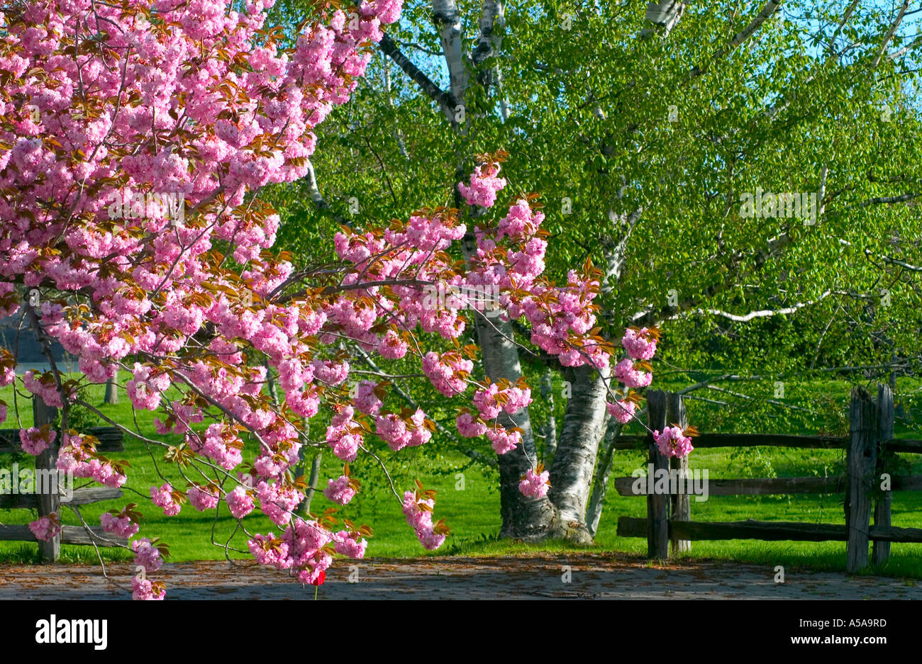 Spring scene with peach tree blooming branch, orchard in Niagara Region ...