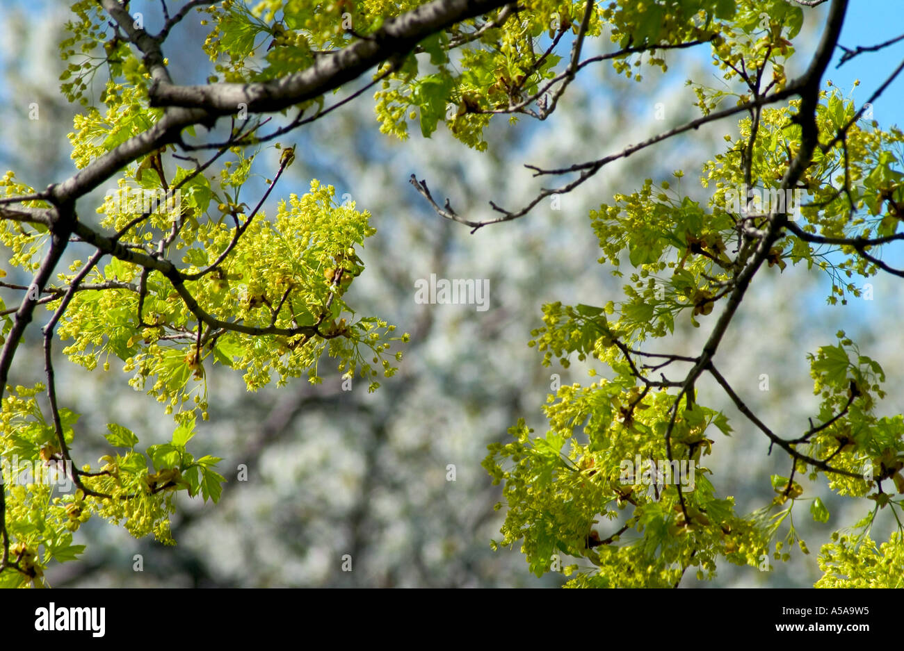 Agricultural tree trees flower hi-res stock photography and images - Alamy