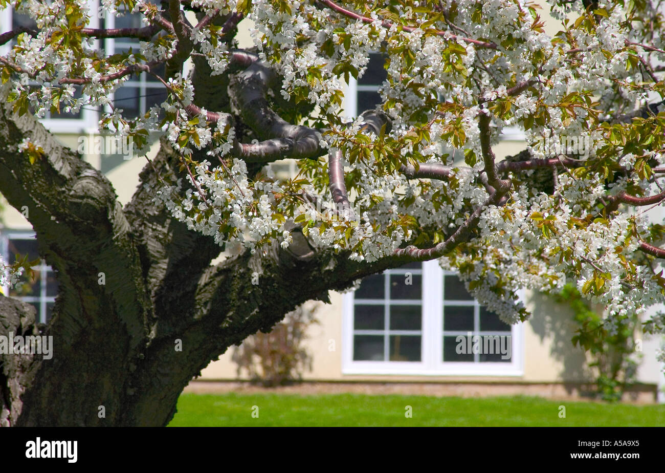 Old blooming cherry tree in Niagara region, Ontario Stock Photo - Alamy