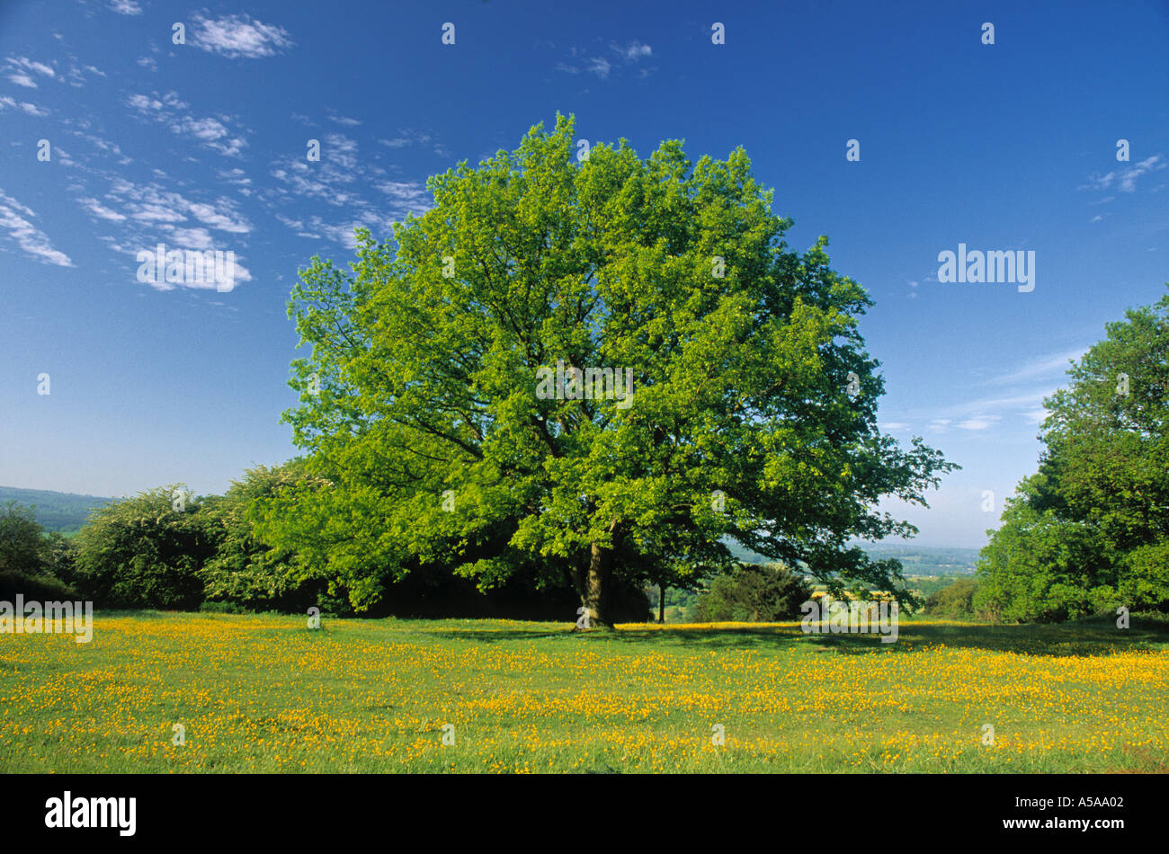Oak Tree, England Stock Photo - Alamy