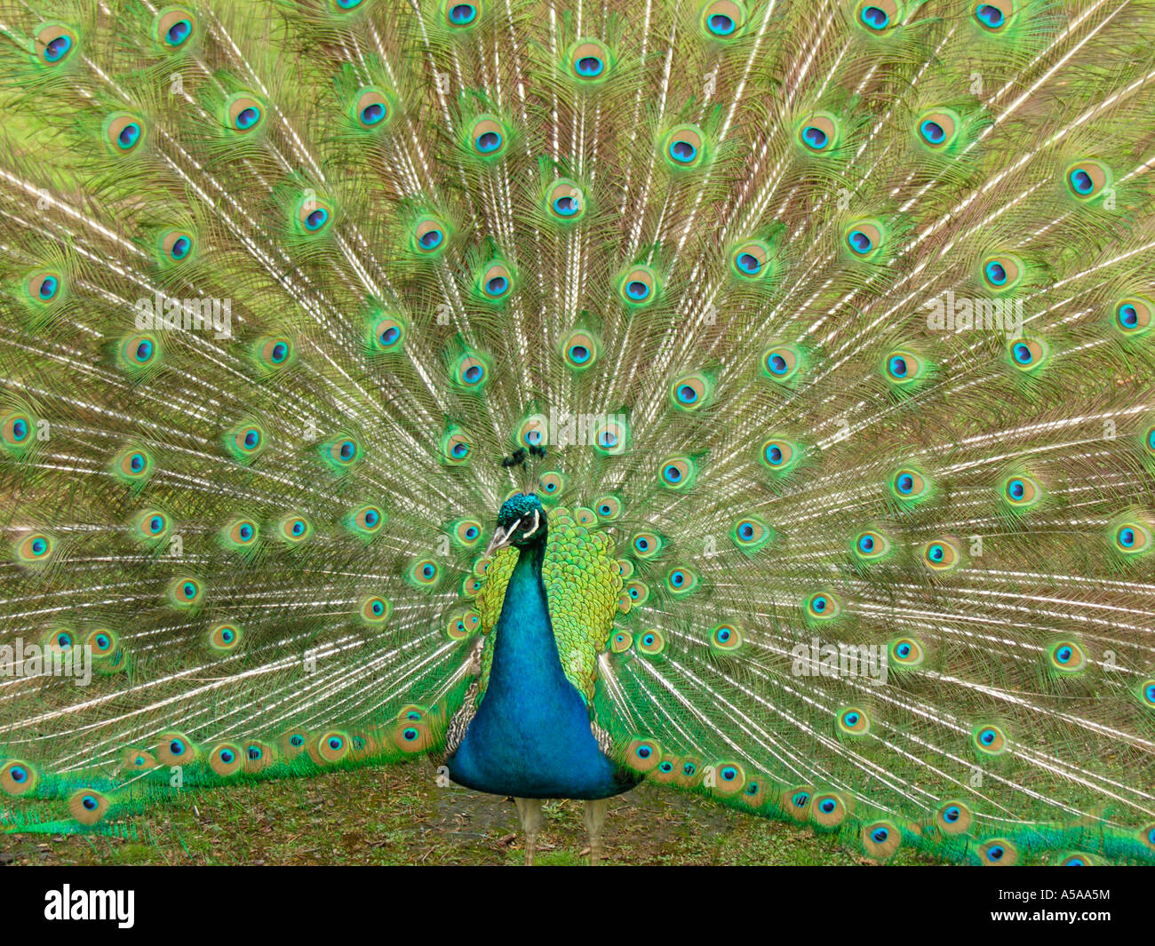 Peacock spreading its tail Stock Photo - Alamy Peacock spreading its tail Stock Photo - Alamy