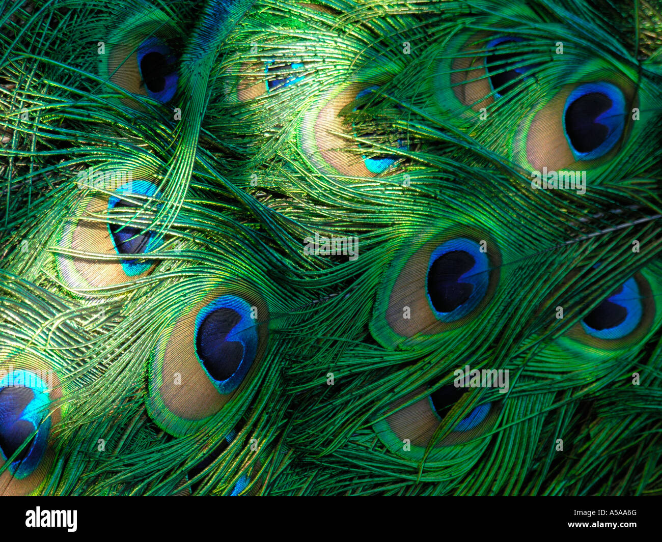 Peacock tail feathers in ray of sunshine Stock Photo - Alamy