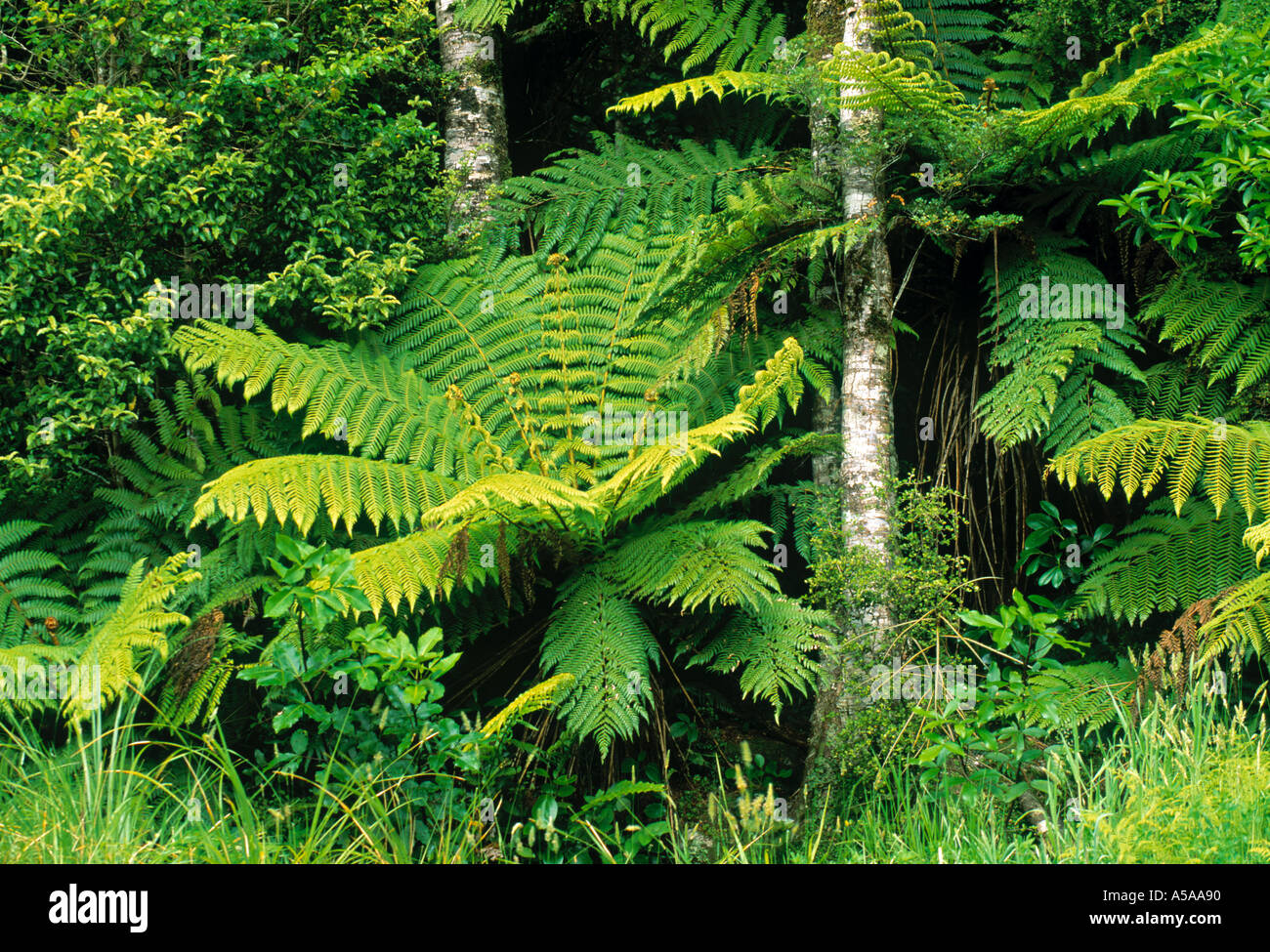 Ferns new zealand hi-res stock photography and images - Alamy