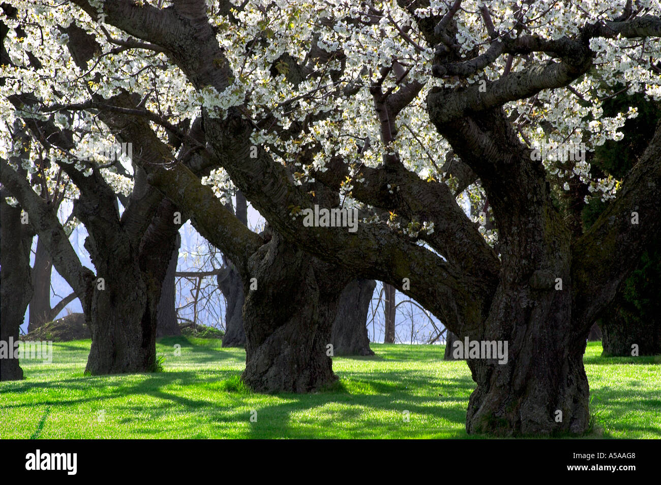Old blooming cherry tree in Niagara region, Ontario Stock Photo - Alamy