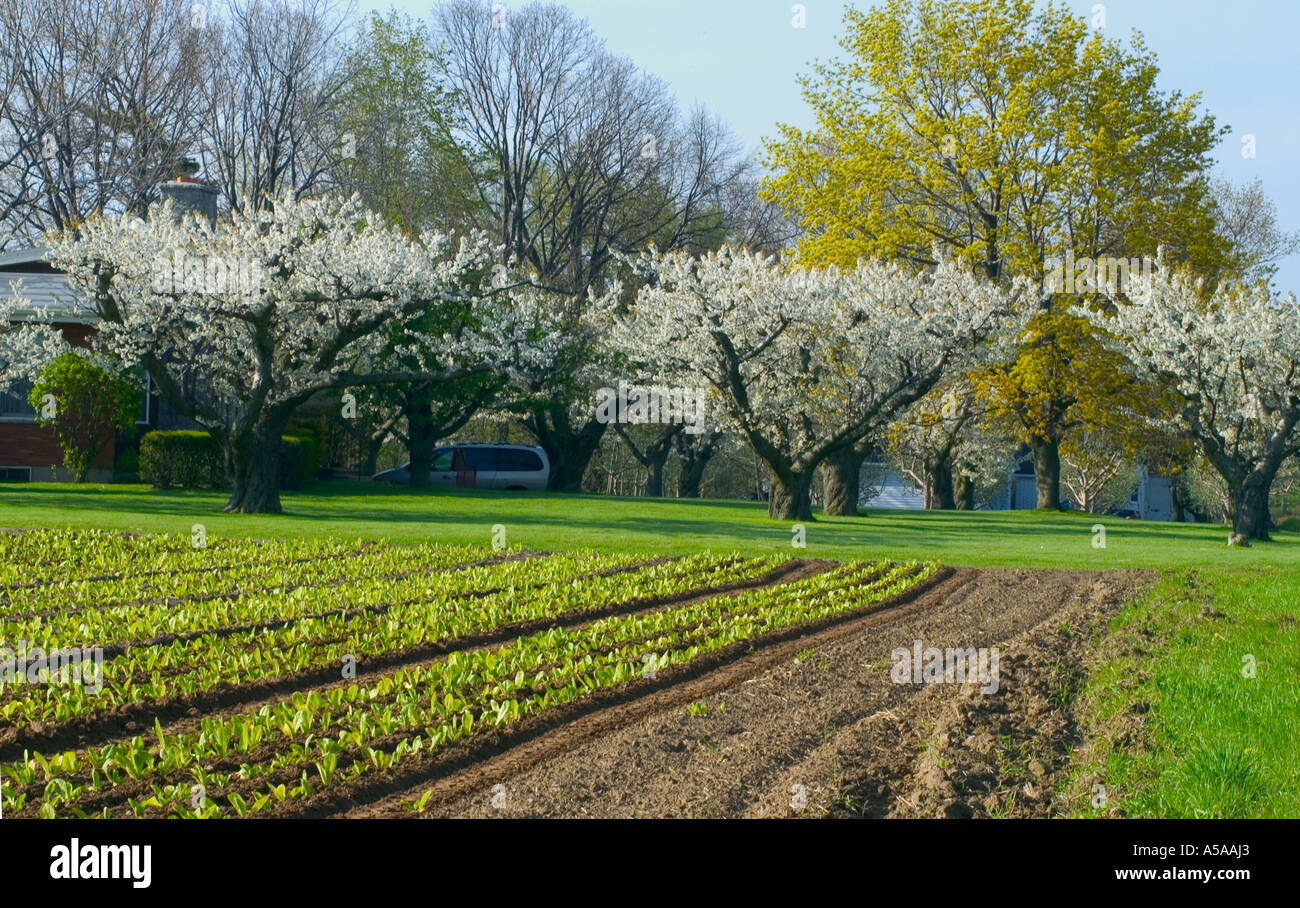 Vegetable farming in Niagara region of Ontario Stock Photo - Alamy