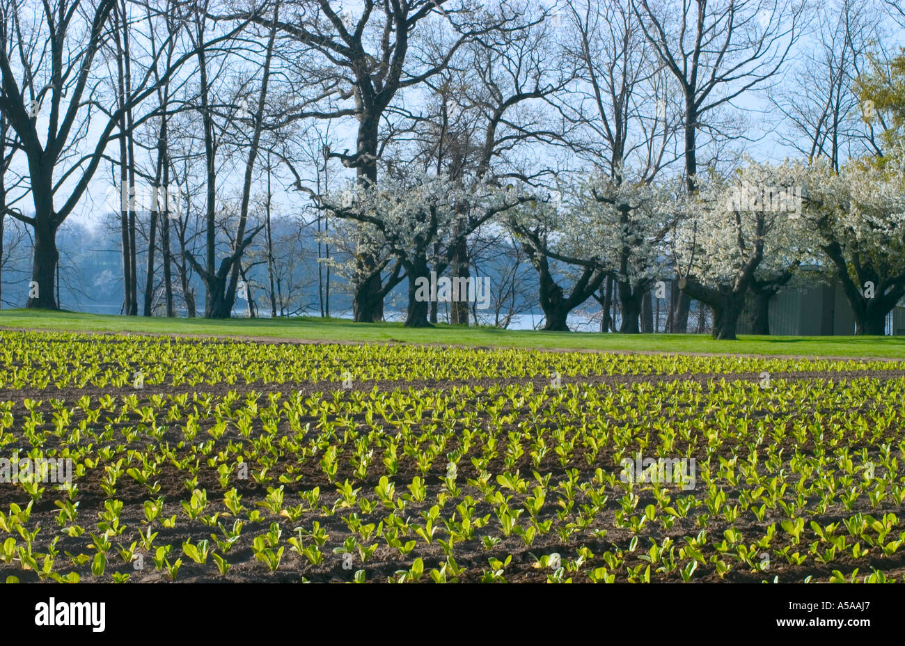 Vegetable farming in Niagara region of Ontario Stock Photo - Alamy
