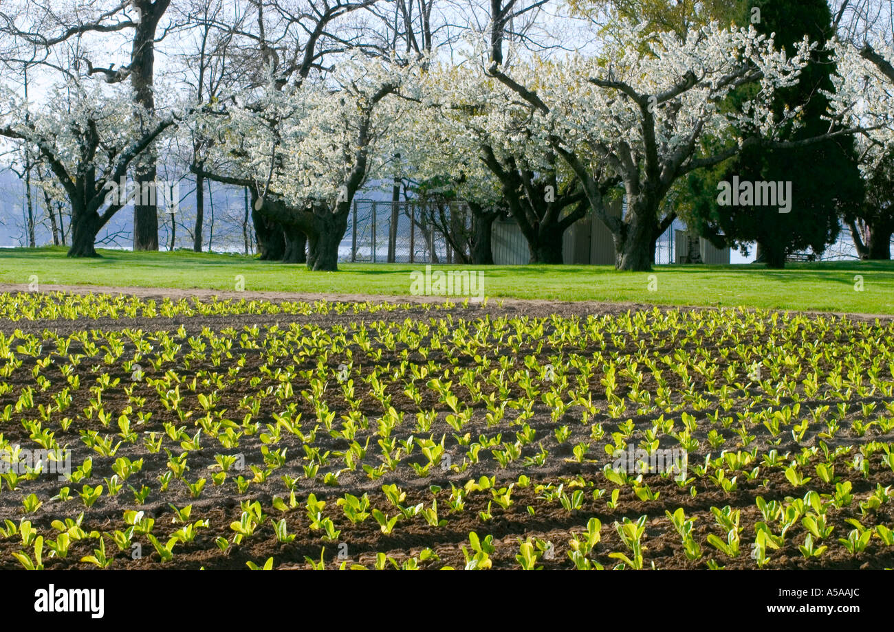 Vegetable farming in Niagara region of Ontario Stock Photo - Alamy