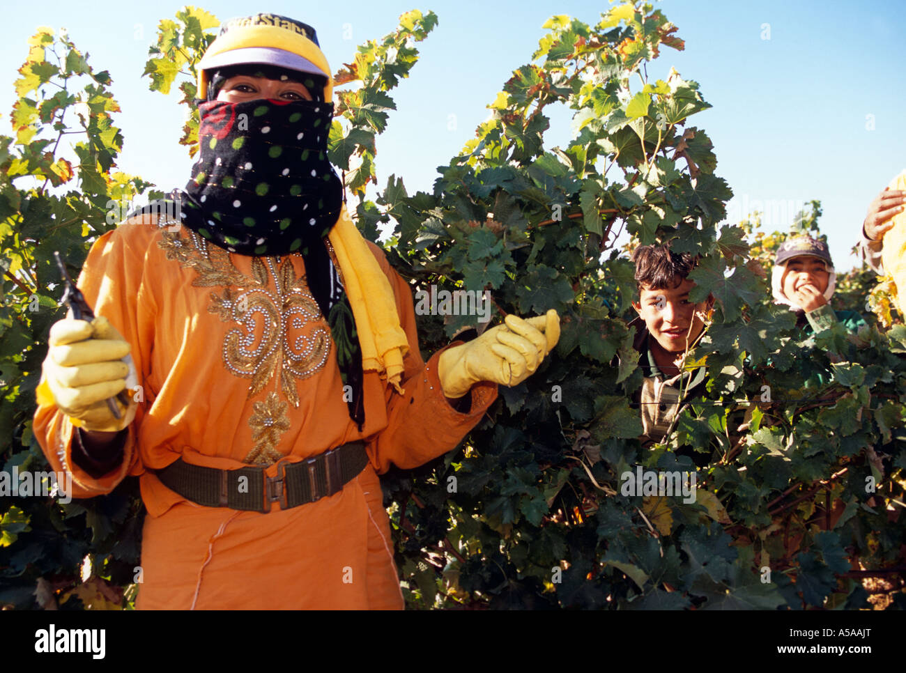 Bedouin woman working in vineyard, Bekka Valley, Lebanon Stock Photo ...