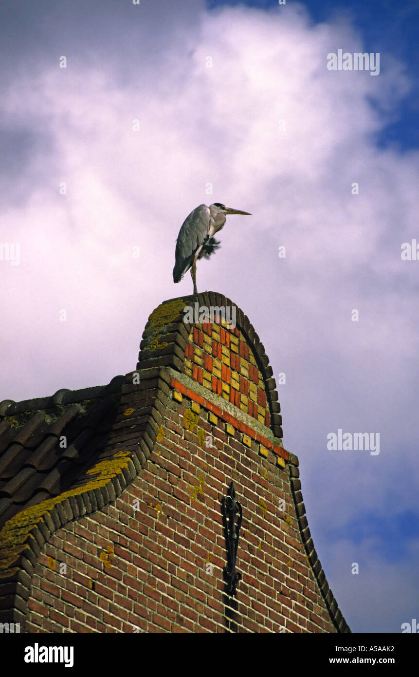 Stork on Amsterdam urban skyline Stock Photo - Alamy