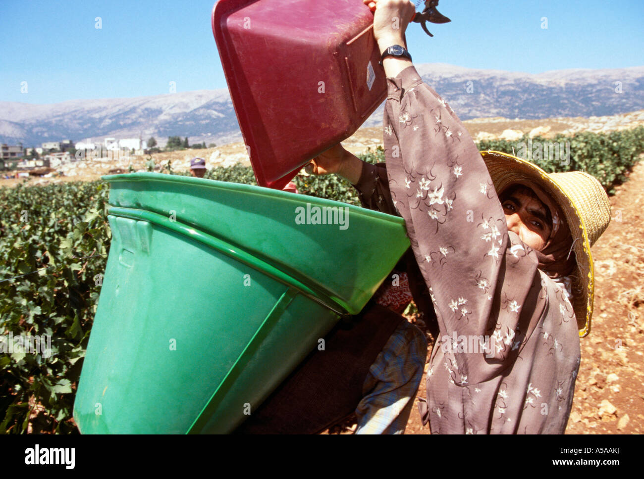 Bedouin man working in vineyard, Bekka Valley, Lebanon Stock Photo - Alamy