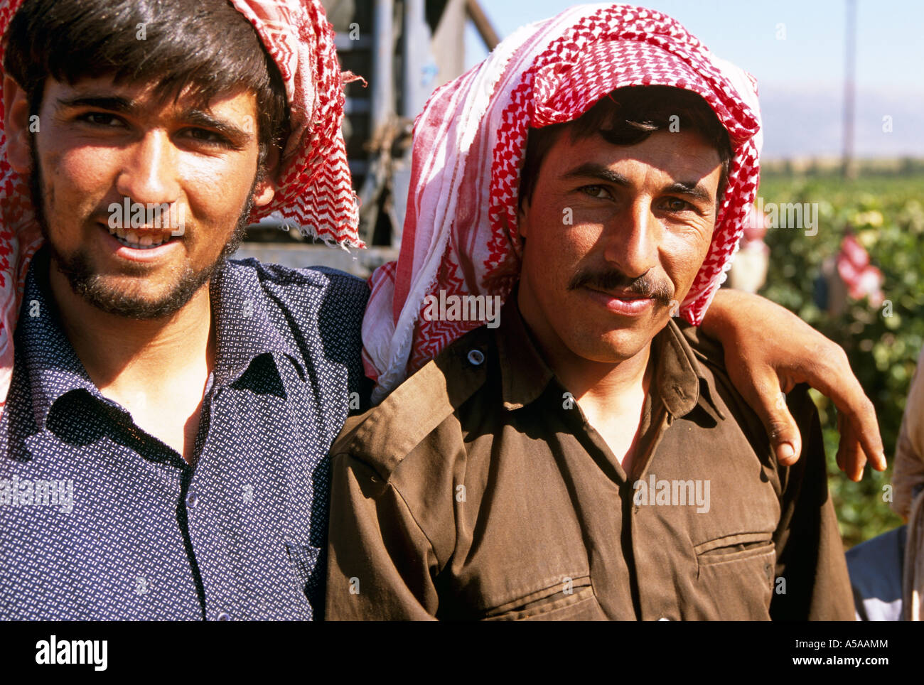 Bedouin workers in vineyard, Bekka Valley, Lebanon Stock Photo - Alamy