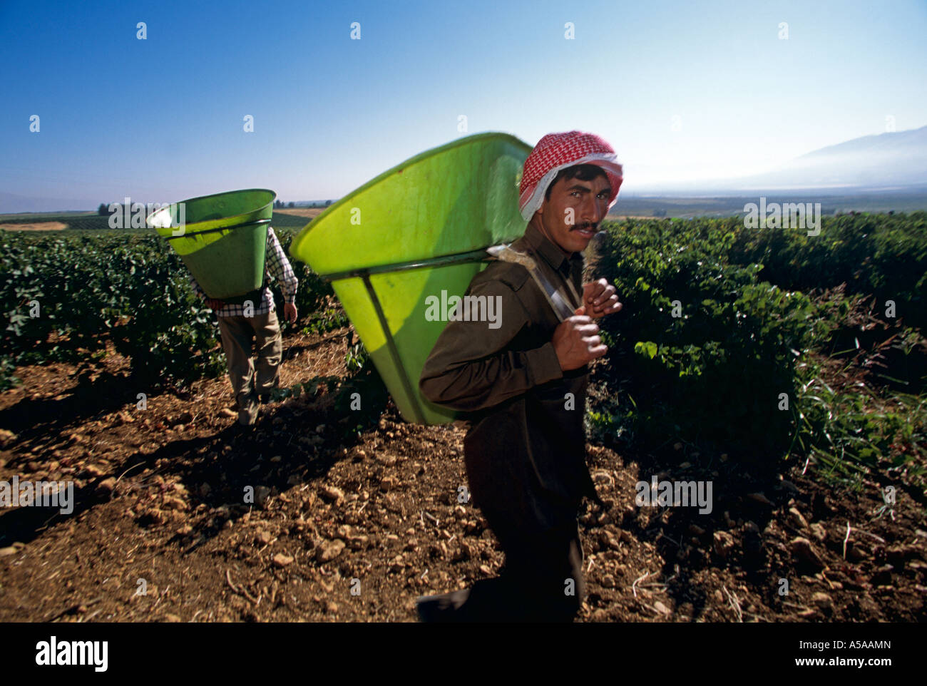 Bedouin men working in vineyard, Bekka Valley, Lebanon Stock Photo - Alamy