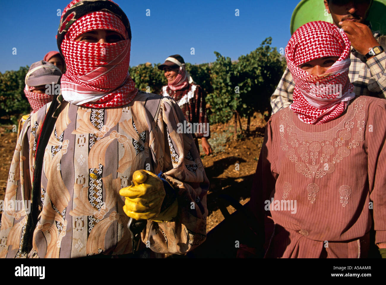 Bedouin workers in vineyard, Bekka Valley, Lebanon Stock Photo - Alamy