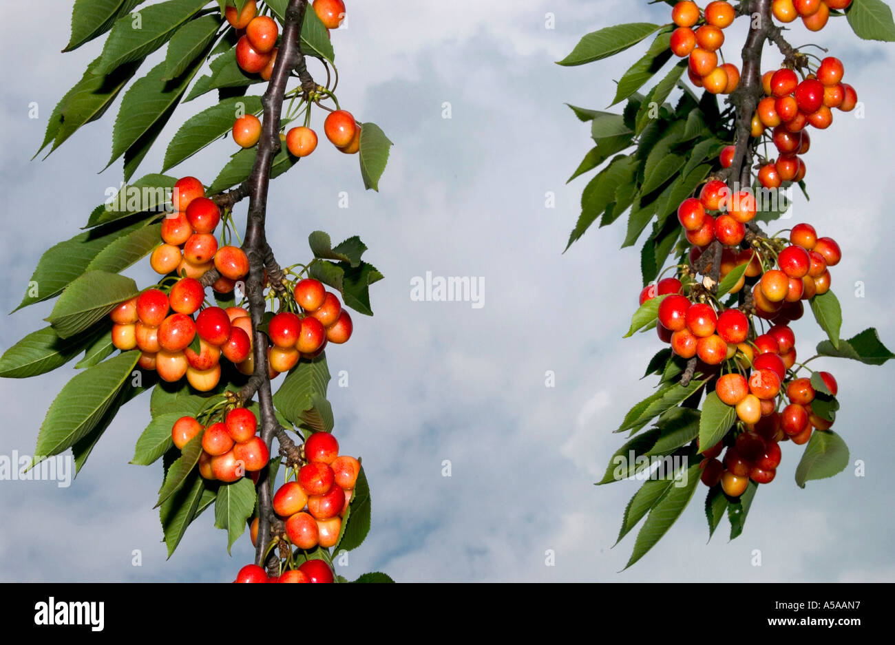 Cherry tree branch with fruits Stock Photo - Alamy