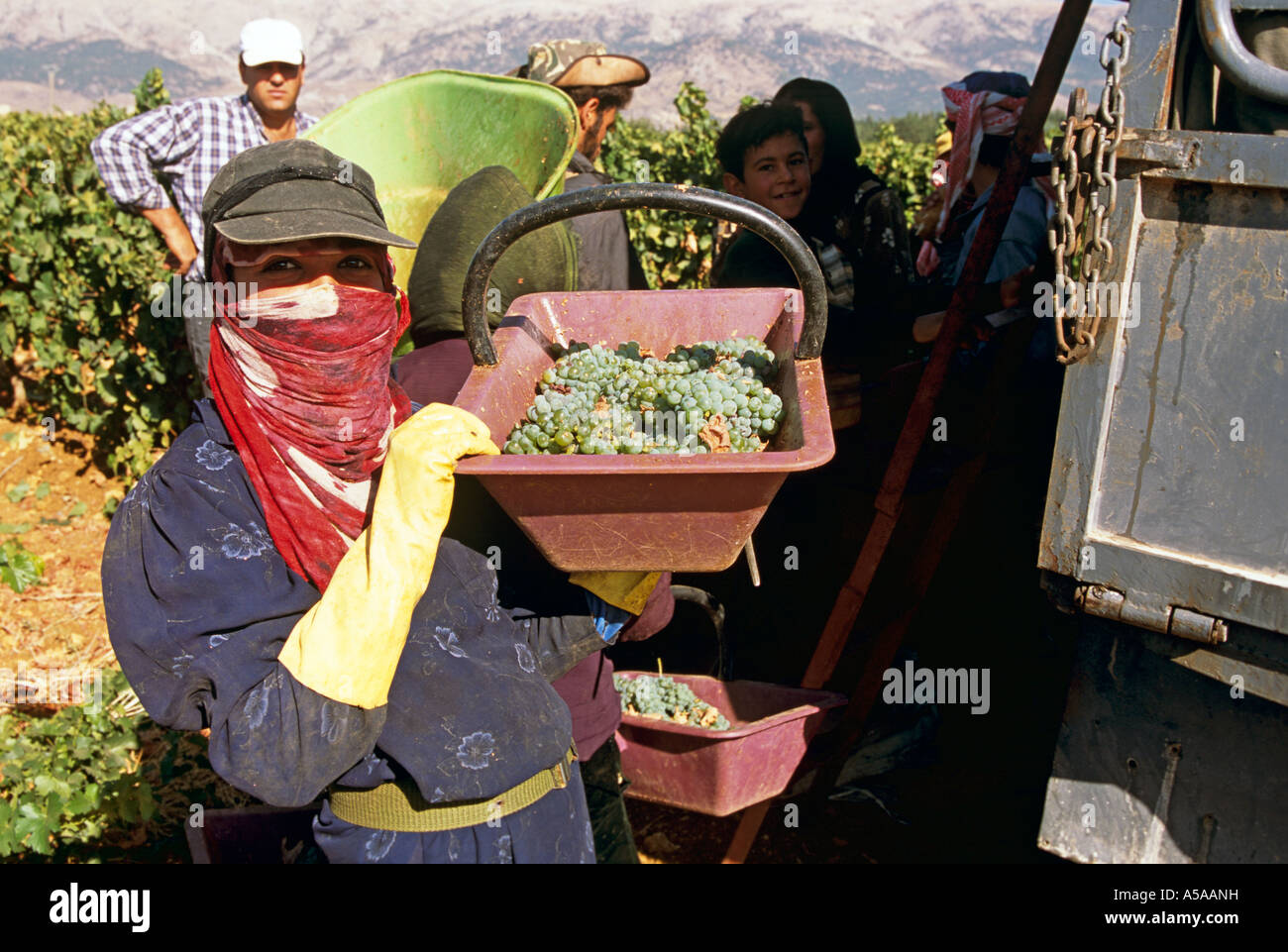 Bedouin farmers in a vineyard in Bekka Valley Lebanon Stock Photo - Alamy