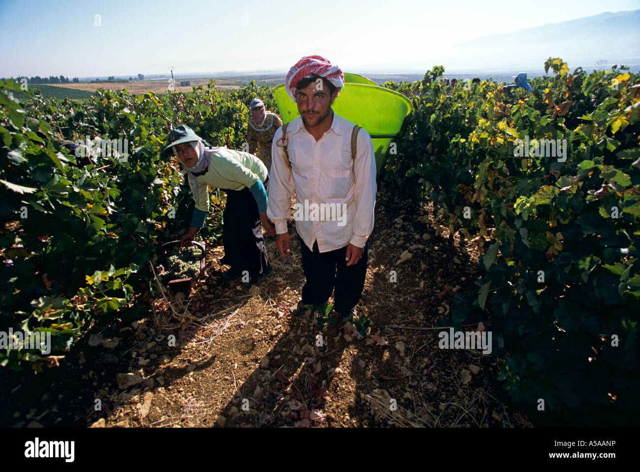 Bedouin men working in vineyard, Bekka Valley, Lebanon Stock Photo - Alamy