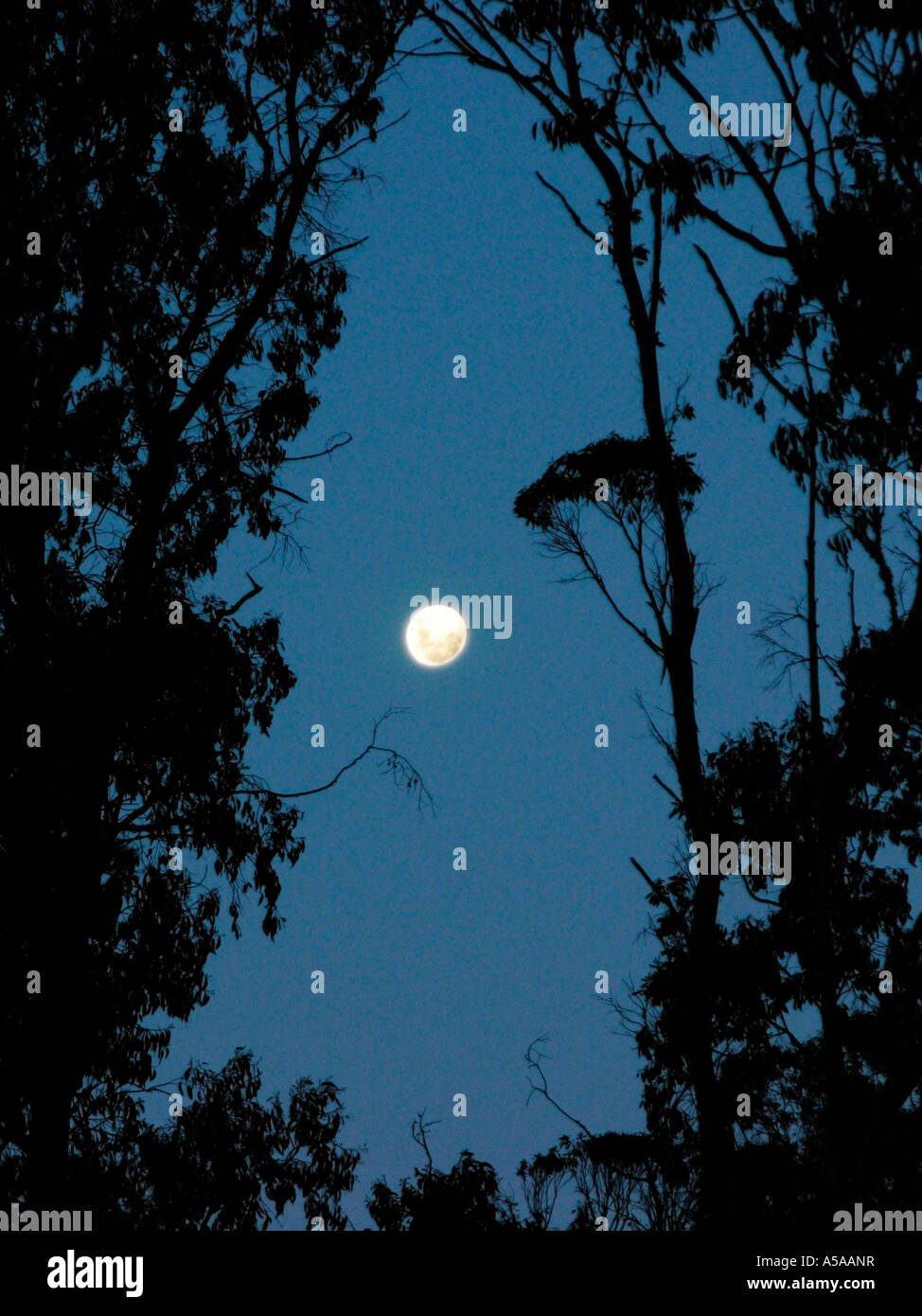 Full moon in old growth forest Tasmania Stock Photo - Alamy