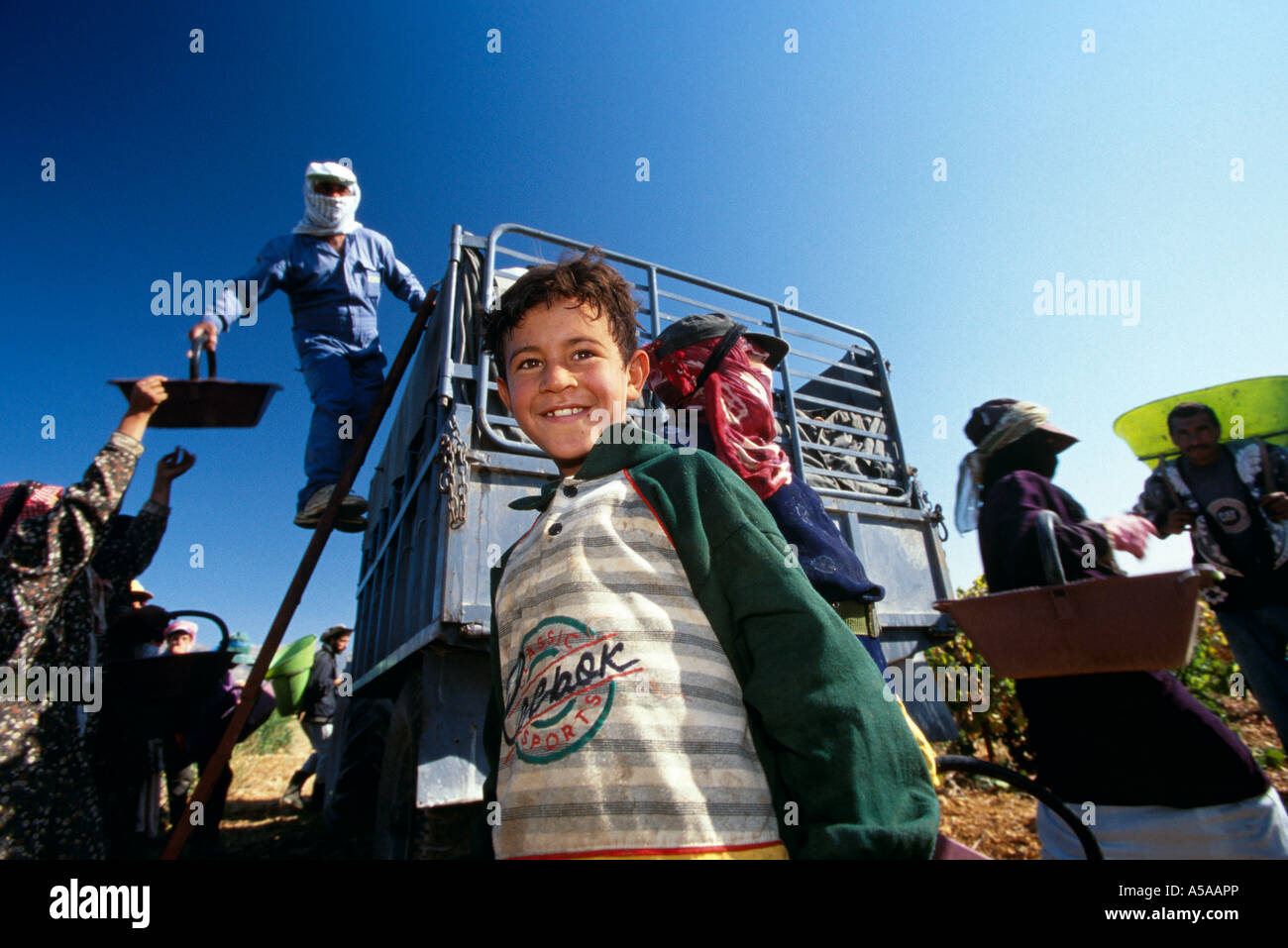 Bedouin farmers in a vineyard in Bekka Valley Lebanon Stock Photo - Alamy