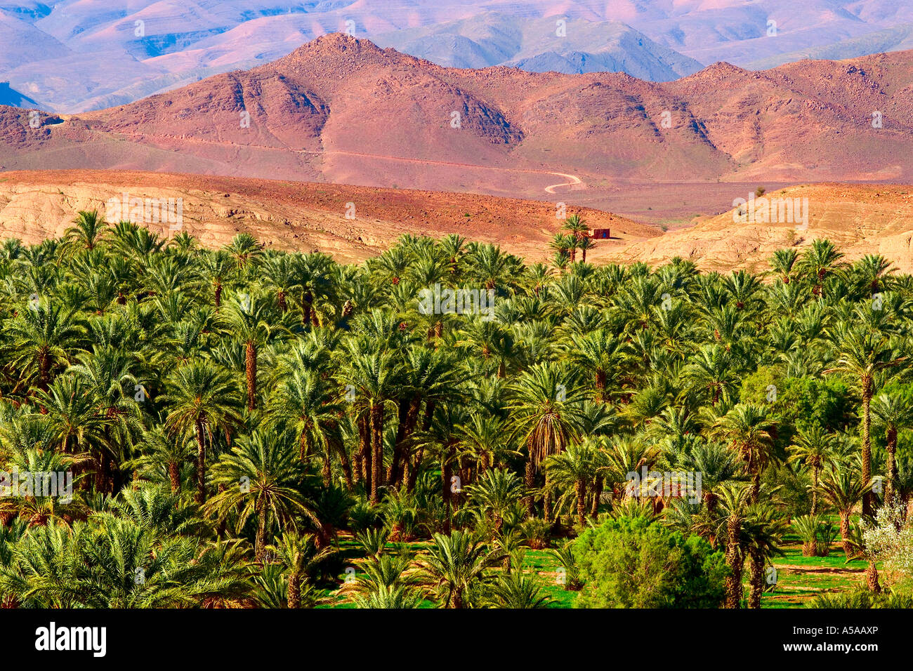 Oasis in Draa valley Morocco Stock Photo - Alamy