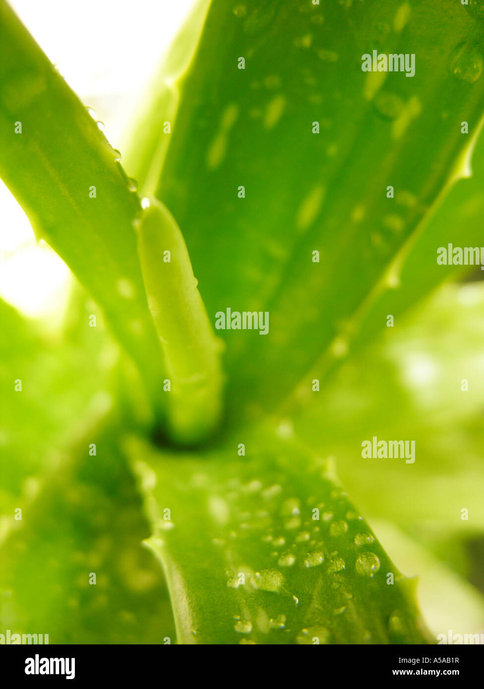 Aloe vera plant tip with water drops Stock Photo - Alamy
