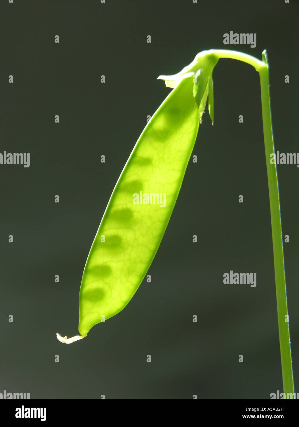 Green pea husk on stalk Stock Photo - Alamy