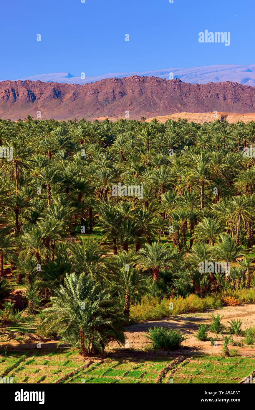 Palm grove in draa valley hi-res stock photography and images - Alamy