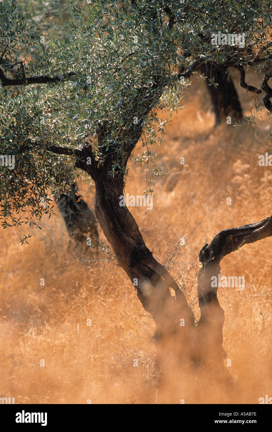 Olive tree, Turkey Stock Photo - Alamy