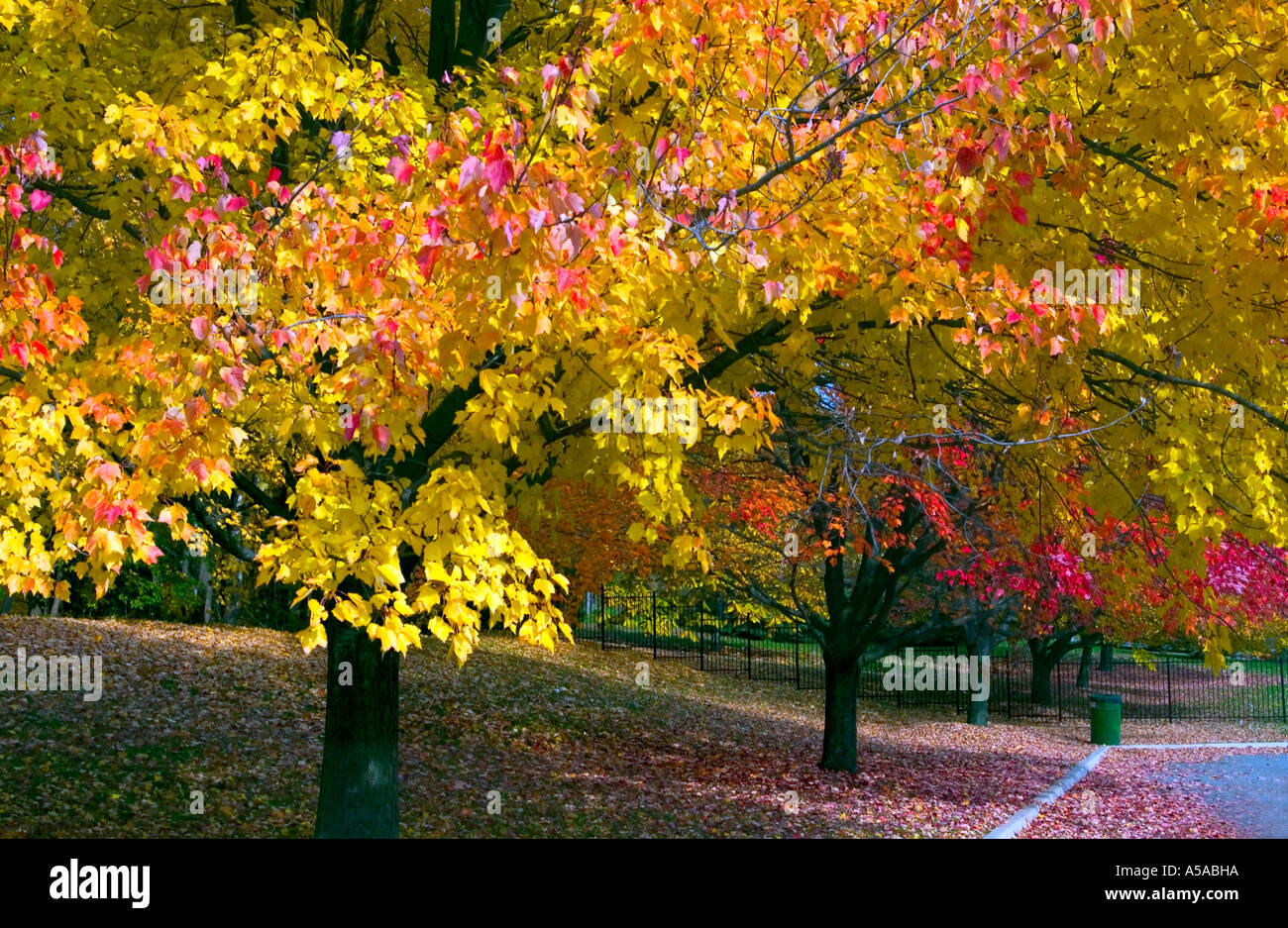 Canadian fall colors Stock Photo - Alamy