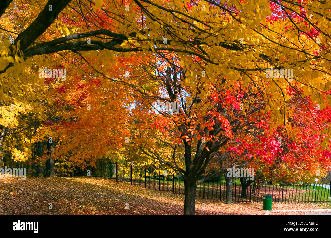 Canadian fall colors Stock Photo - Alamy