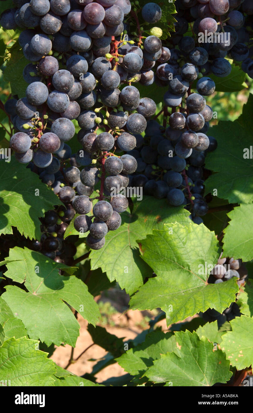 Red grapes in a vineyard of Niagara region, Ontario, Canada Stock Photo - Alamy