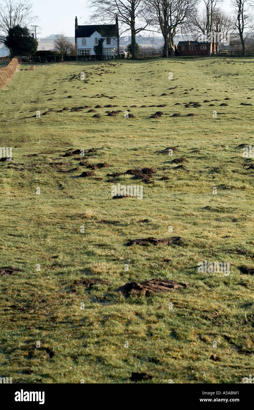 Mole hill molehills tunnel ,damage, moles , garden pest, nuisance ...